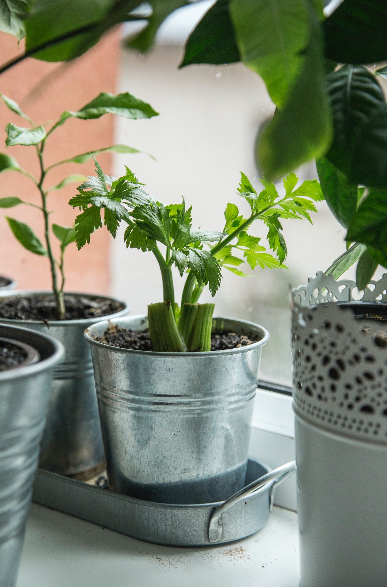 The best way to grow celery in Texas - Tralum