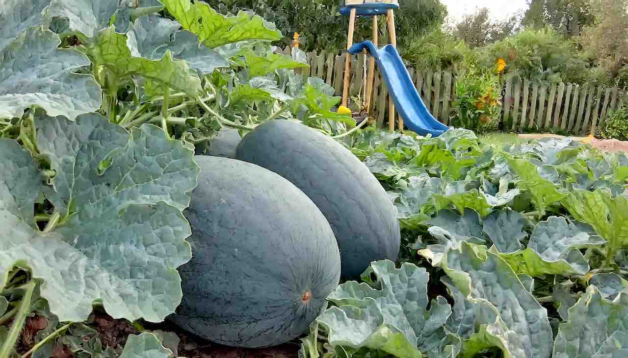 Embarking on an Exciting Adventure with Black Diamond Watermelon Seeds ...