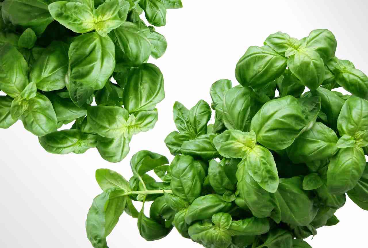 Hydroponic Basil Thrives in Soil! Time to Unleash the Magic! - Tralum